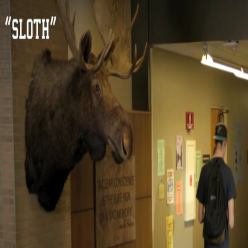 Video Catechism Lesson 42 - Judgmental Moose - Sloth - CatholicBrain.com